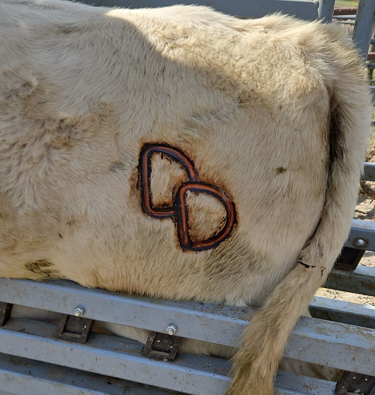 Double D Livestock & Equipment - Quality Trailers for Ranch Life | Kentucky